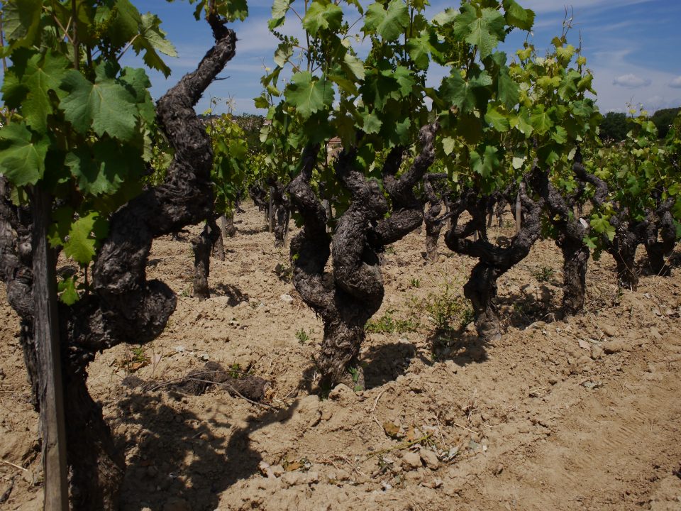 Wine Myths #3: Old Vines Make Better Wine - SnarkyWine